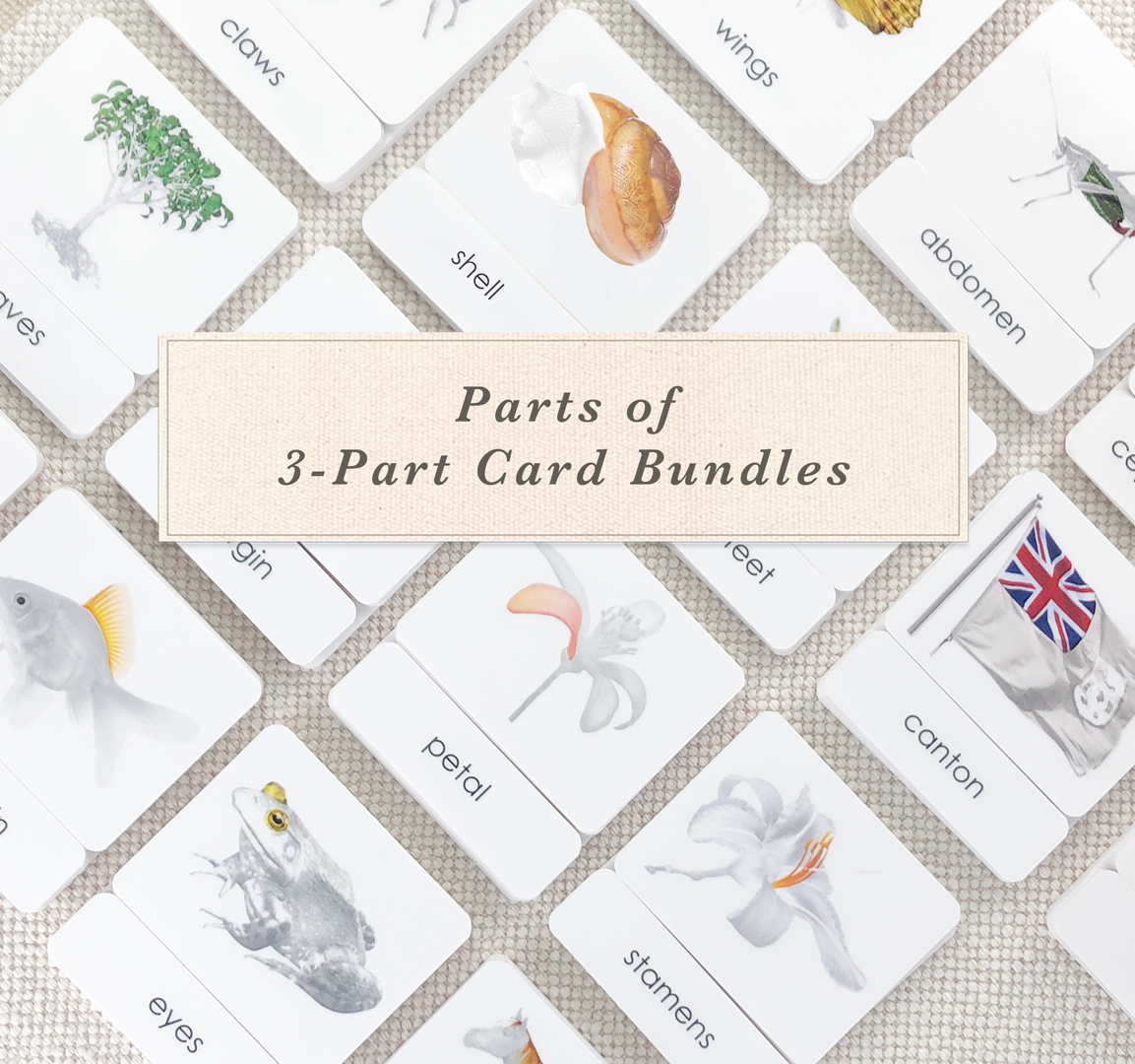 Parts of 3-Part Card Bundles by Maitri | Montessori-n-Such