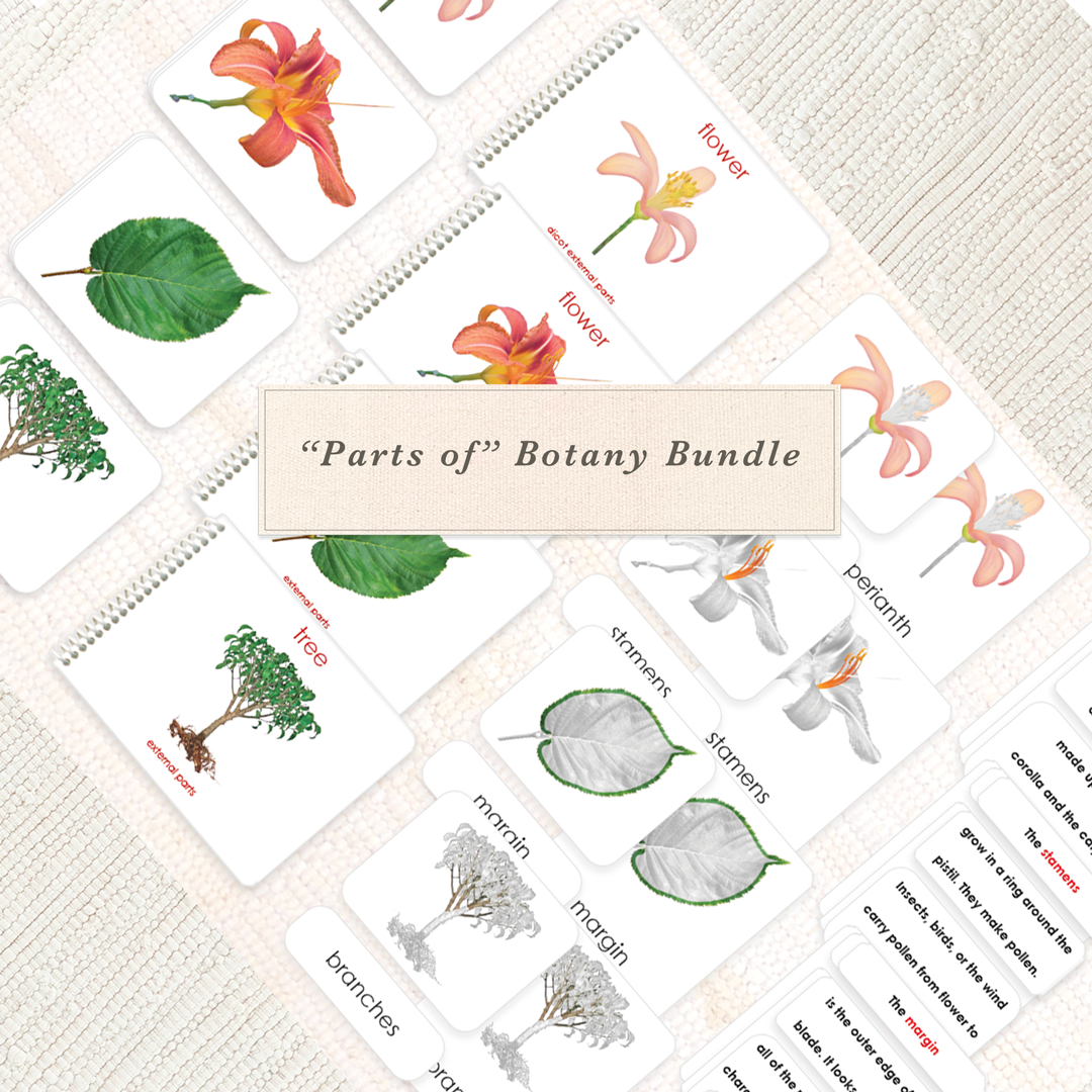 "Parts of" Botany Bundle by Maitri | Montessori-n-Such