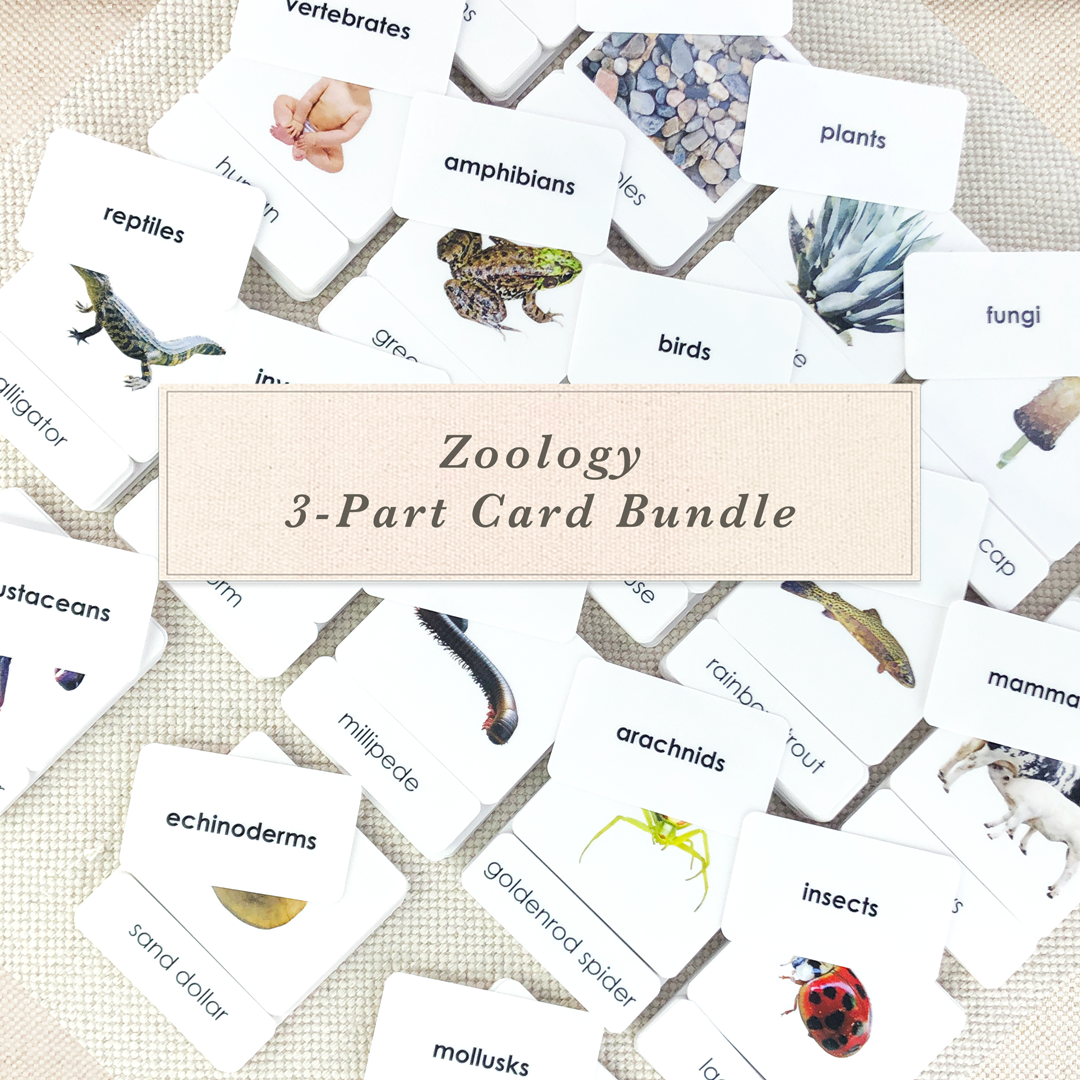 Zoology 3-Part Card Bundle by Maitri | Montessori-n-Such