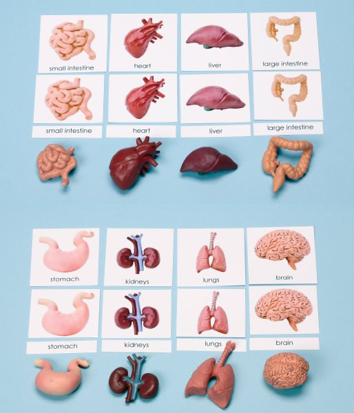 Human Organs Miniatures with 3-Part Laminated Cards | Montessori-n-Such