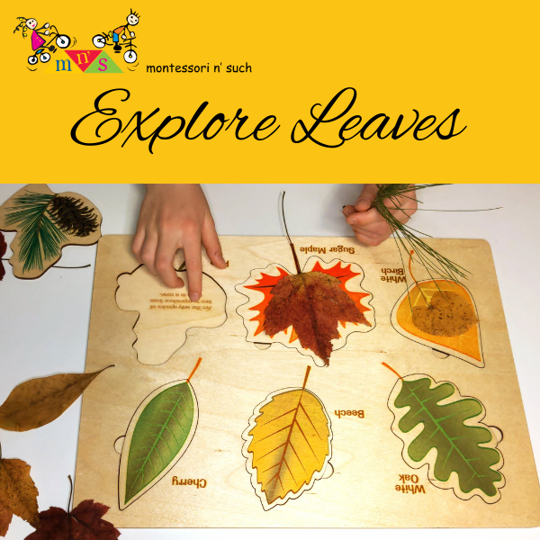 Fall into Autumn | Montessori-n-Such