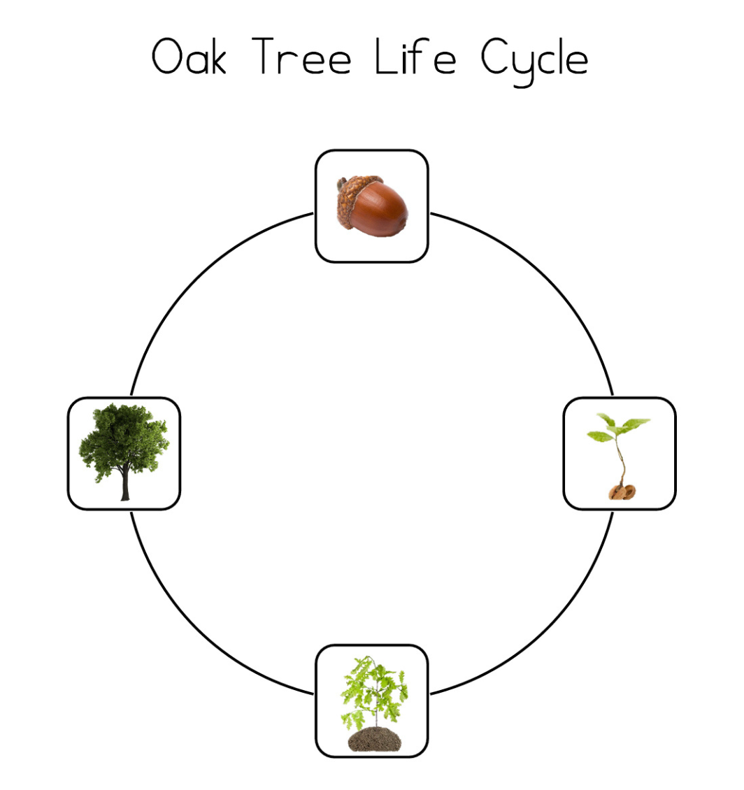 Oak Tree Life Cycle | Montessori-n-Such