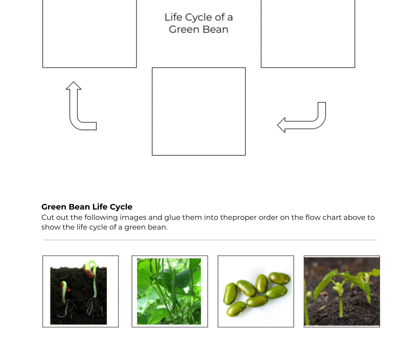 Life Cycle Of A Bean Plant Worksheet
