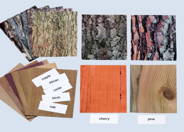 Different Types Of Tree Bark